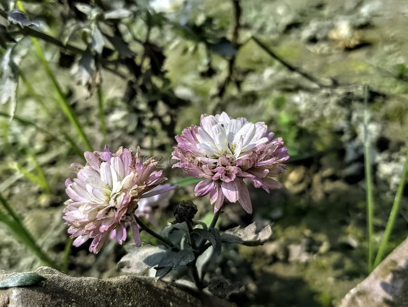 Two Beautiful Flowers are Drying Up Stock Photo - Image of drying ...