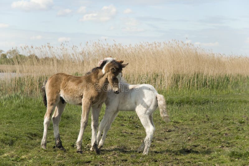 Two Foals Playing Together at the Pasture Stock Photo - Image of happy ...