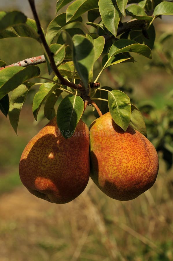 Two Beautiful Forelle Pears Waiting To Be Picked Stock Image - Image of ...