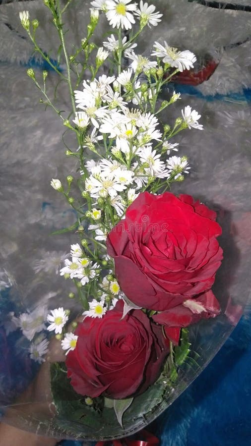 Two Beautiful and Fragrant Red Roses Stock Image - Image of fragrant ...