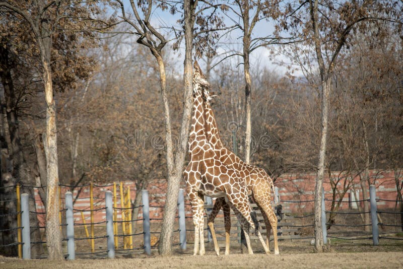 Giraffes Hugging Stock Photos - Free & Royalty-Free Stock Photos from ...