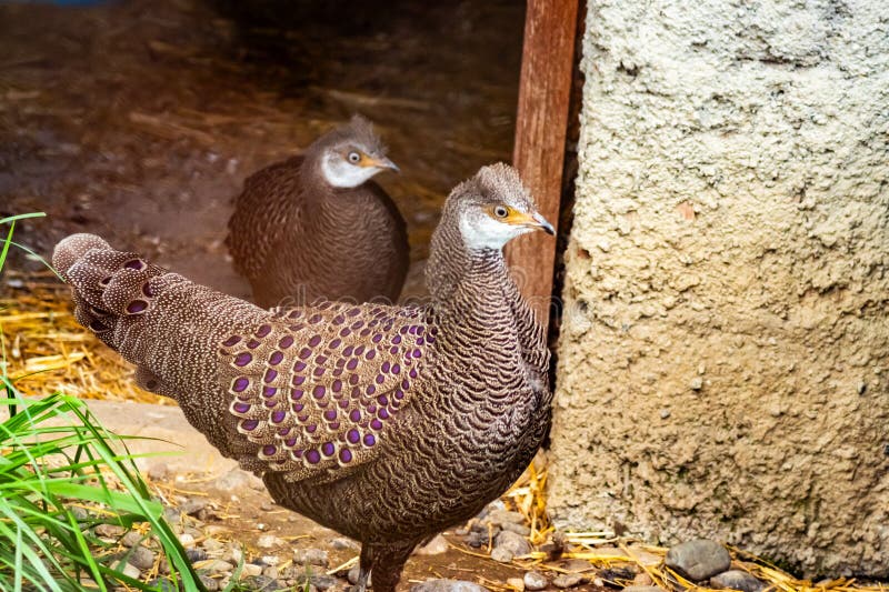Two Beautiful Grey Peacock-pheasants with Decorative Plumage and ...