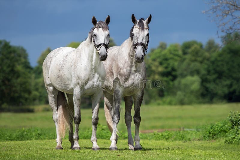 Two Horses Running on a Field Together Stock Photo - Image of grey ...