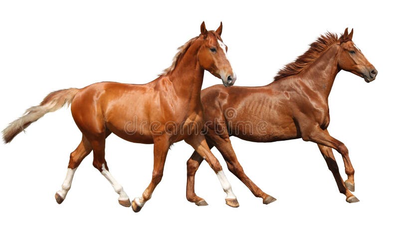 Two Beautiful Horses Running Isolated on White Stock Image - Image of ...