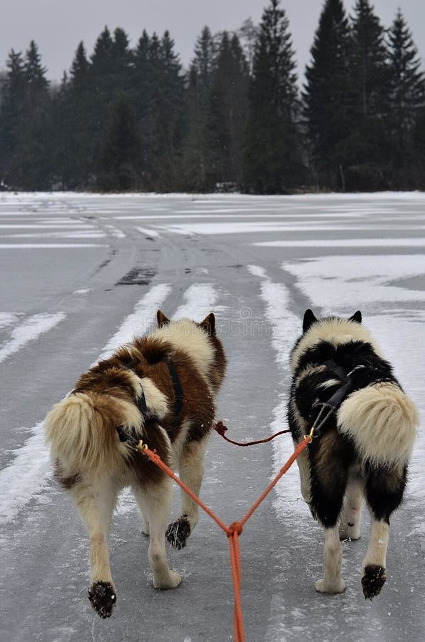 Two Beautiful Husky Dogs Pulling the Sledge Stock Image - Image of ...