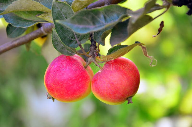 Two Beautiful Identical Red Apples on a Tree Branch in the Garden ...