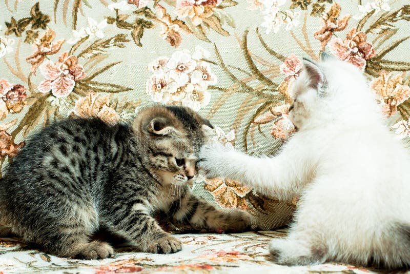 Two Beautiful Kitten Playing Stock Photo - Image of grey, adorable: 113803814