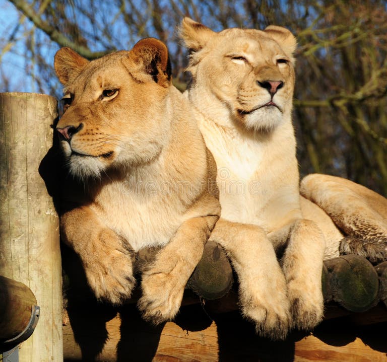 437 Beautiful Female Lionesses Stock Photos - Free & Royalty-Free Stock ...