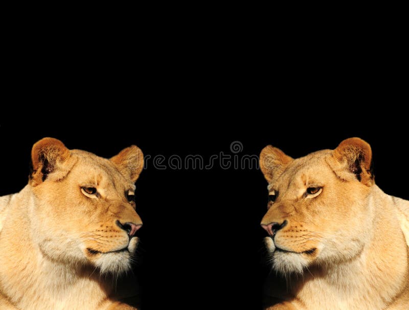 Two beautiful lionesses stock photo. Image of isolated - 7955442