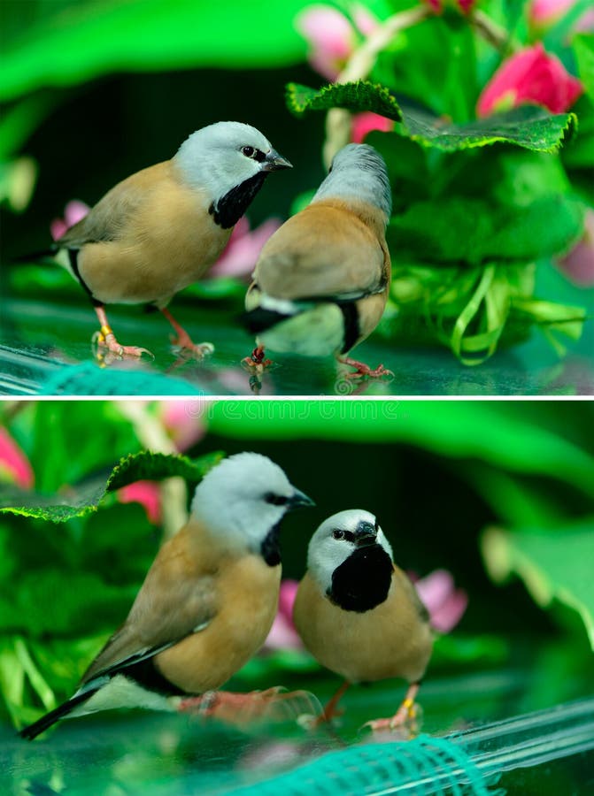 Two beautiful little birds stock image. Image of outdoor - 53525387