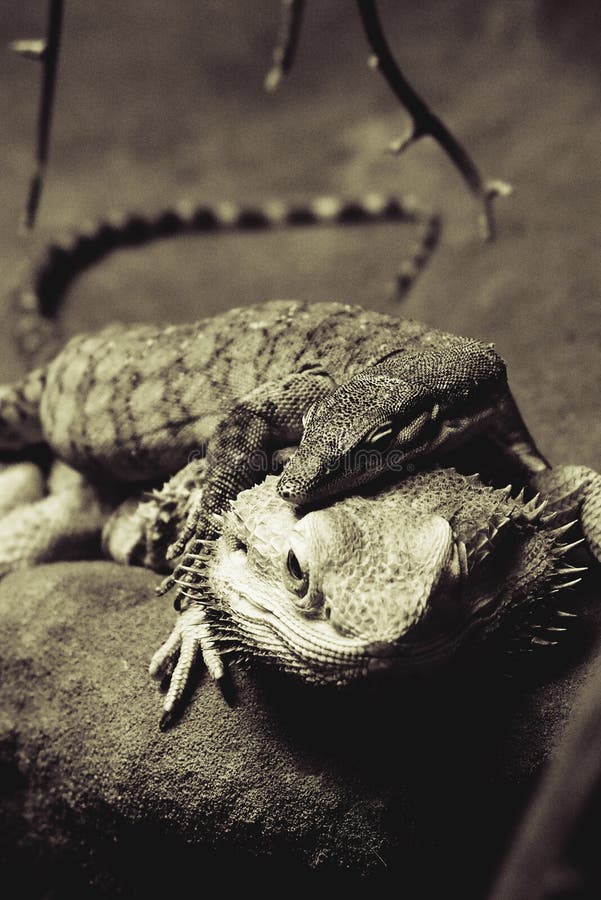 Two Beautiful Lizards Lying on Top of Each Other Stock Image - Image of ...