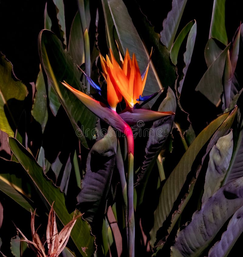 Two Beautiful Long Stem Bird of Paradise Flowers in a Dark Multi ...