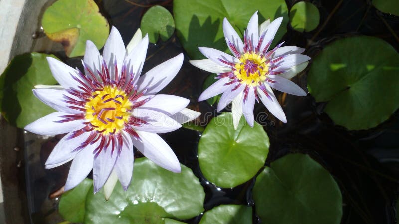 Two Beautiful Olu Flower in a Flower Pot Stock Image - Image of dahlia ...