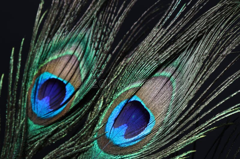 Two Beautiful Peacock Feathers on Black Background, Closeup Stock ...