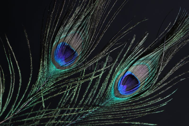 Two Beautiful Peacock Feathers on Black Background, Closeup Stock Photo ...