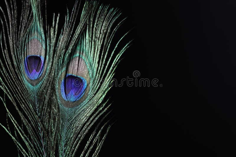 Two Beautiful Peacock Feathers on Black Background, Closeup. Space for ...