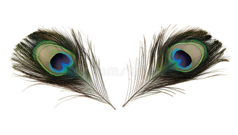 Two Beautiful Peacock Feathers Isolated on White Stock Image - Image of ...