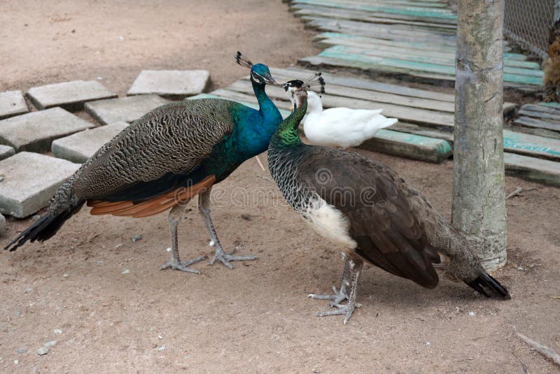 Two beautiful peacocks stock image. Image of peacock - 57511273