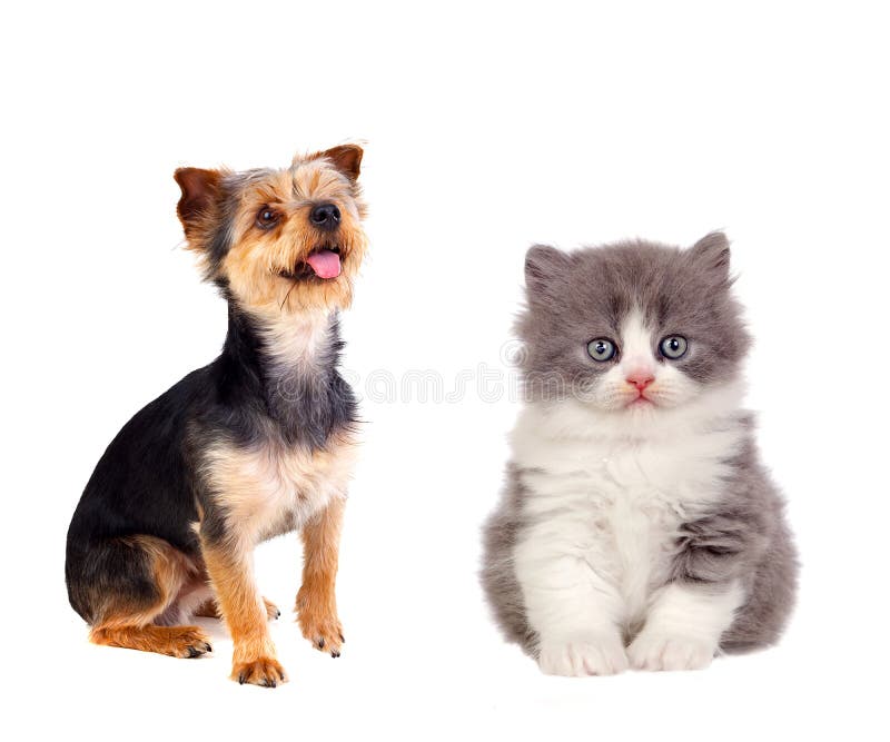 Two beautiful pets stock image. Image of attentive, pedigree - 126442307