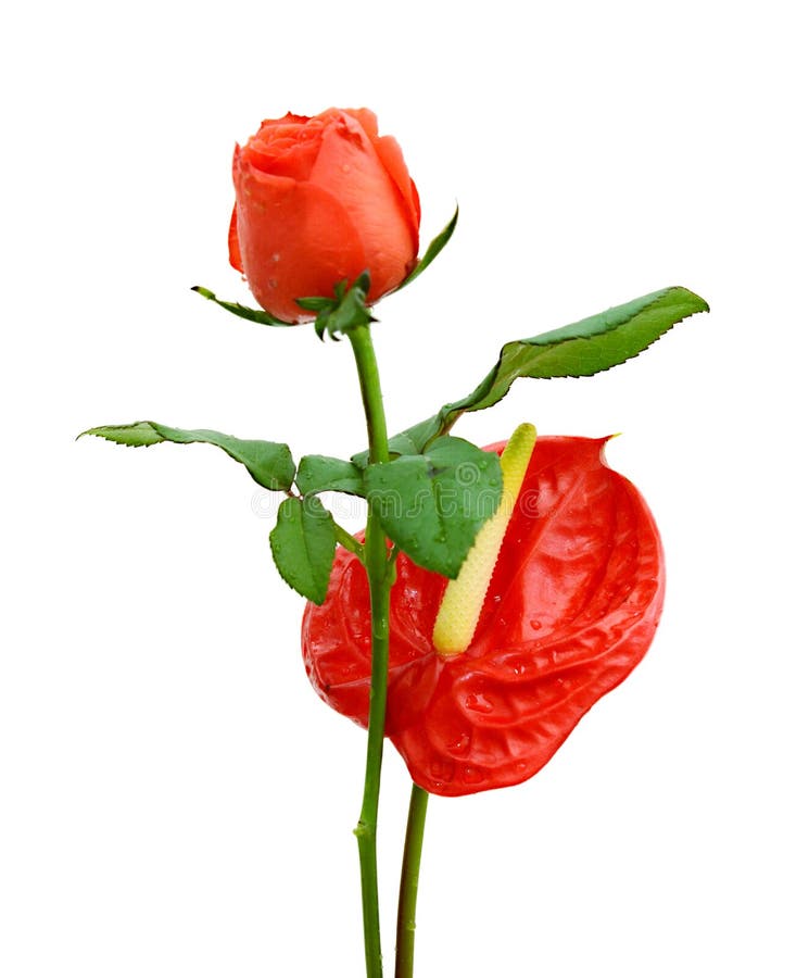 Two beautiful pink roses. stock image. Image of leaves - 199533833