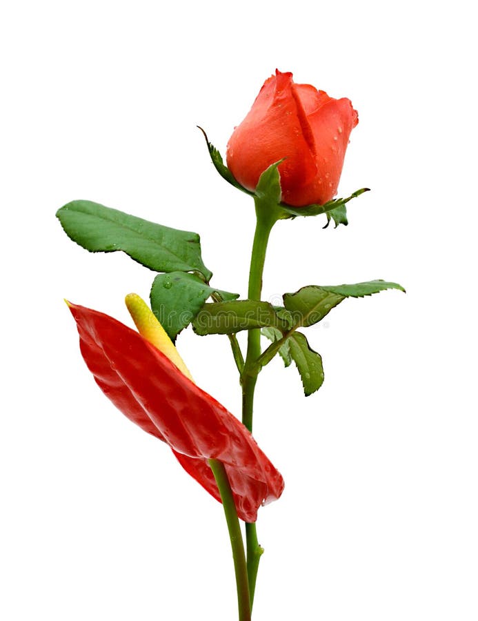 Two beautiful pink roses. stock image. Image of white - 199533841