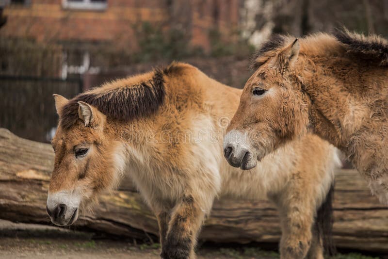 Two Beautiful Ponies at Zoo in Berlin Editorial Stock Photo - Image of ...