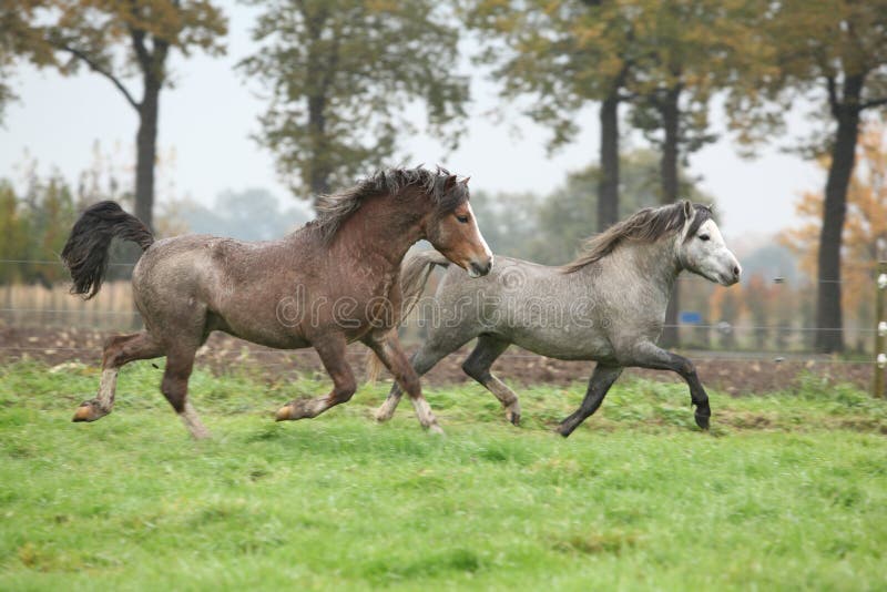 Two Beautiful Pony Stallions in Autumn Stock Photo - Image of young ...