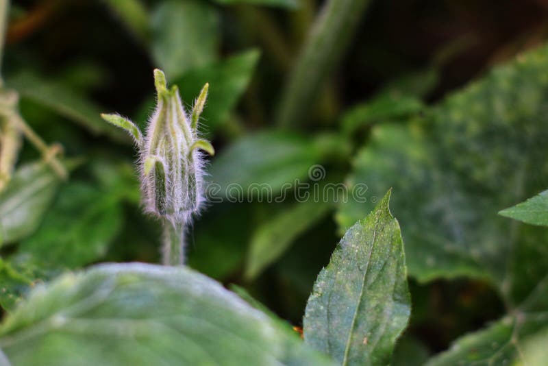 Two Beautiful Pumpkin Plants Stock Photo - Image of pumpkin, beautiful ...