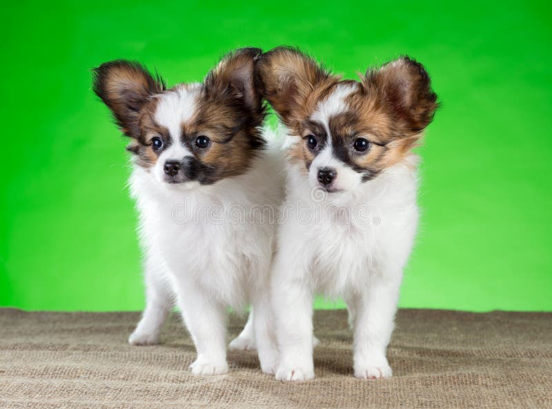 Two Beautiful Puppies Papillon Breed Stock Photo - Image of amusing ...