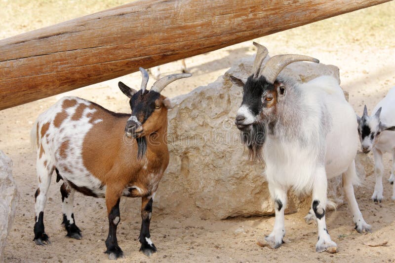 Two beautiful Pygmy goats stock image. Image of beautiful - 20251919