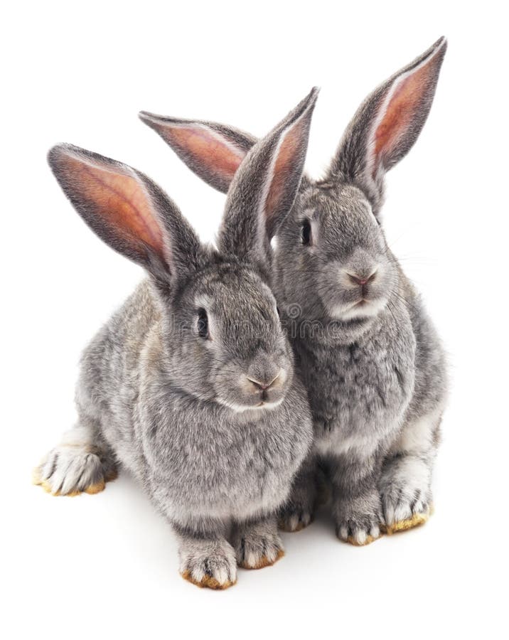 754 Male Rabbits Stock Photos - Free & Royalty-Free Stock Photos from ...