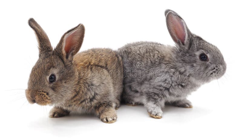 Two beautiful rabbits stock image. Image of group, young - 183179915