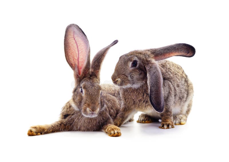 Two beautiful rabbits stock photo. Image of farm, mammals - 285040414