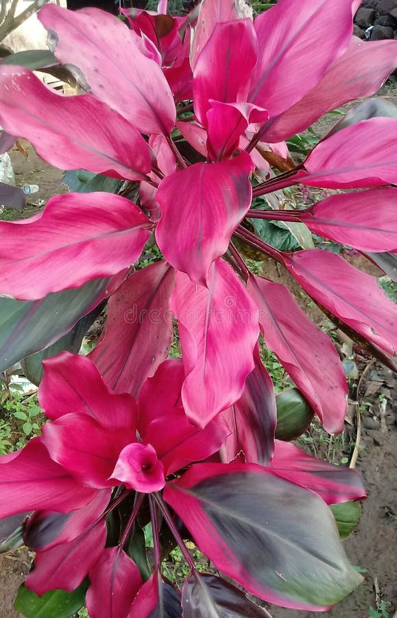 Two Beautiful Red Hanjuang Trees Stock Image - Image of trees, leaf ...