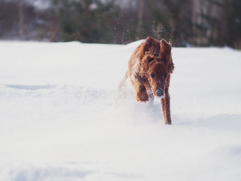 Two Beautiful Red Irish Setters Running Fast in Forest in Sunny Winter ...