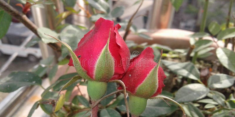Two Red Roses Together with Leafs Stock Photo - Image of roses ...