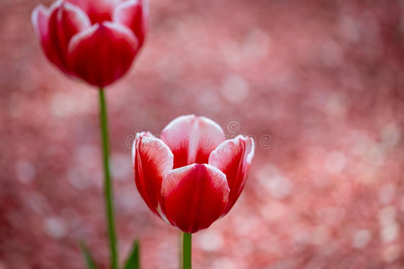 Two beautiful red tulips stock photo. Image of leaf - 138586766