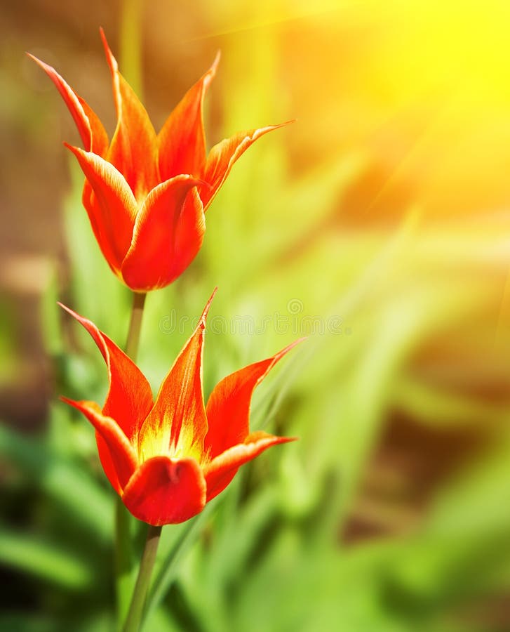 Two Beautiful Red Tulips Growing Stock Image - Image of green, bloom ...