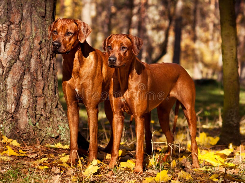 Rhodesian Ridgebacks by the River Stock Image - Image of friend ...