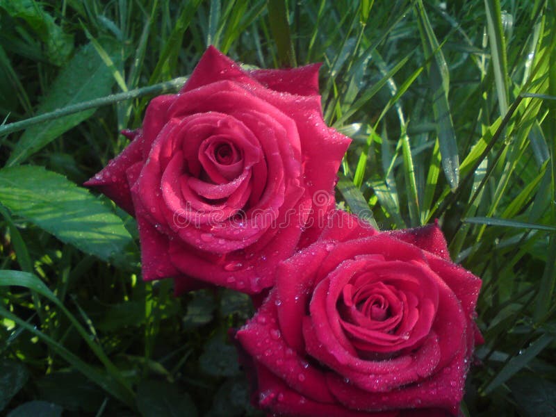 Two Entwined Roses Stock Photos - Free & Royalty-Free Stock Photos from ...