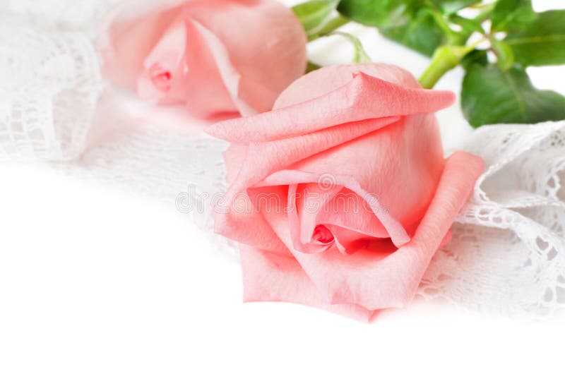 Roses on bed stock photo. Image of roses, welcoming, floral - 31680038