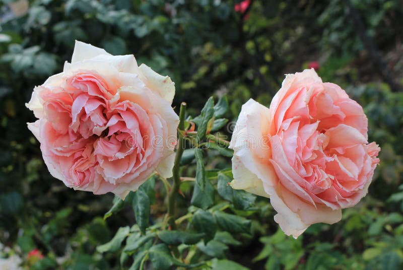 Two Beautiful Roses in the Garden Stock Image - Image of leaves ...