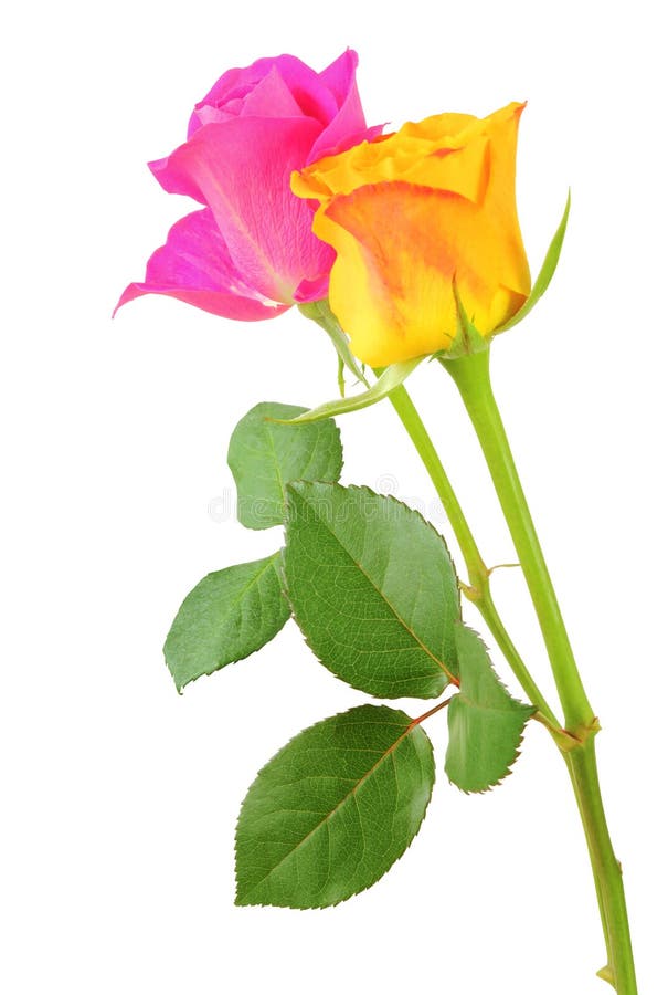 Two Beautiful Roses Rosaceae Isolated on White Background, Including ...