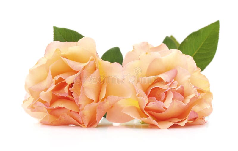 15,674 Two Beautiful Roses Stock Photos - Free & Royalty-Free Stock ...