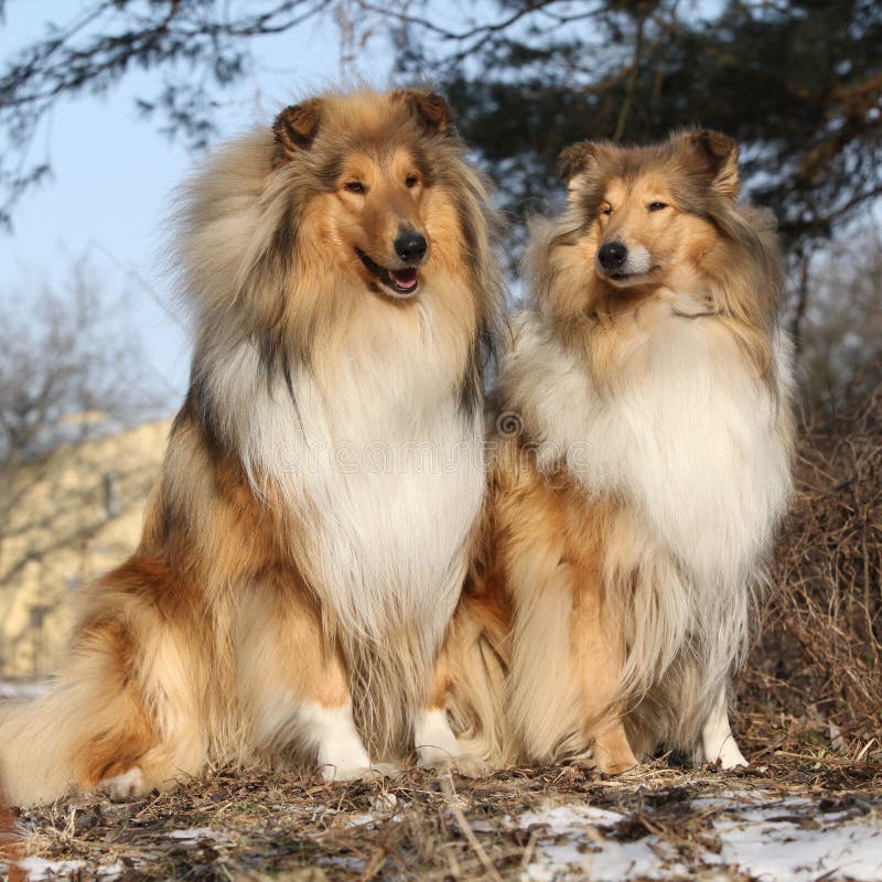 Two Beautiful Scotch Collies in the Forest Stock Photo - Image of ...