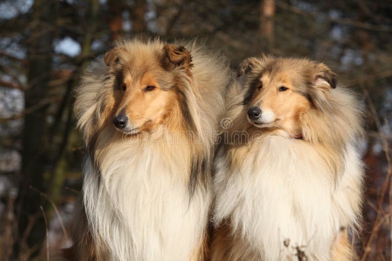 Two Beautiful Scotch Collies in the Forest Stock Image - Image of doggy ...