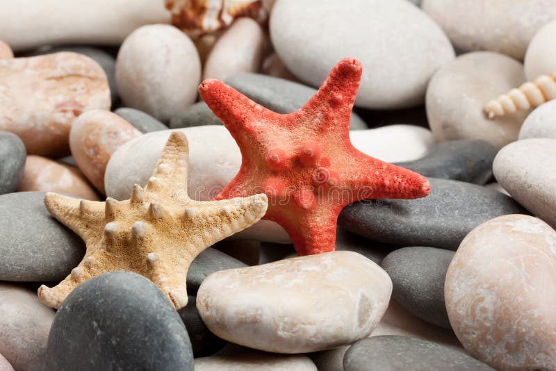 Two beautiful sea star stock image. Image of beach, mollusk - 35035917