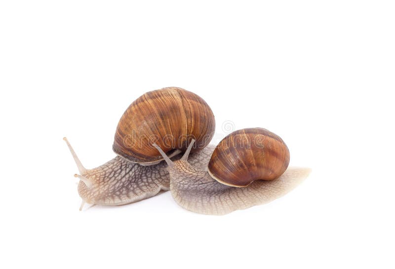 Two beautiful snails stock photo. Image of litlle, child - 228788182