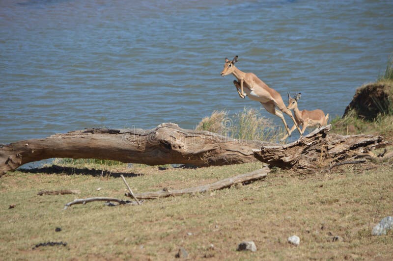 Springbok jumping stock photo. Image of green, tanzania - 40859808