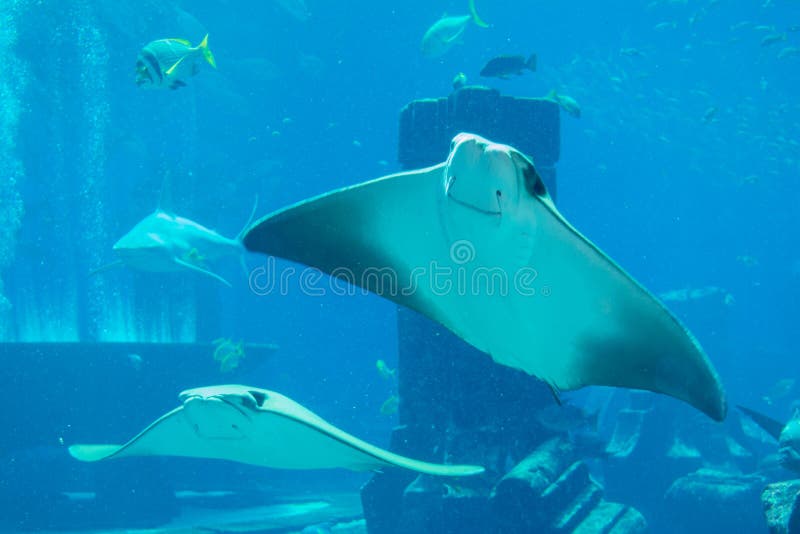 Two Beautiful Stingrays in the Aquarium Stock Photo - Image of huge ...
